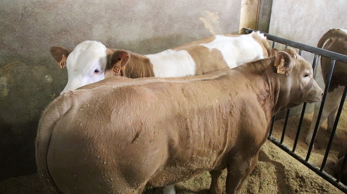 Pourquoi privilégier yperios inra 95 pour des veaux de boucherie?