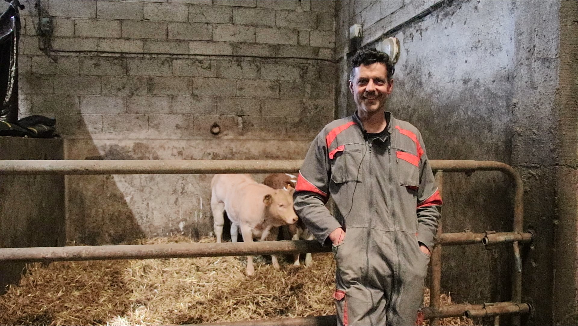 Pourquoi privilégier yperios inra 95 pour des veaux de boucherie?